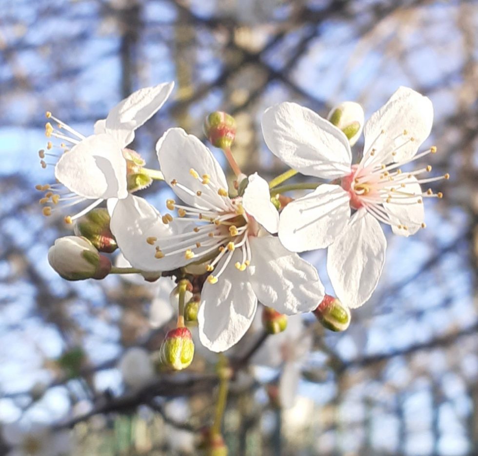 Artist of the Month: Janet Freckleton | Leeds Church Institute